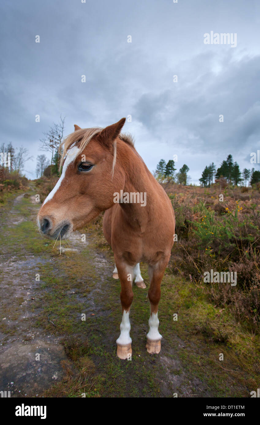 Welsh mountain pony on open heathland Stock Photo - Alamy