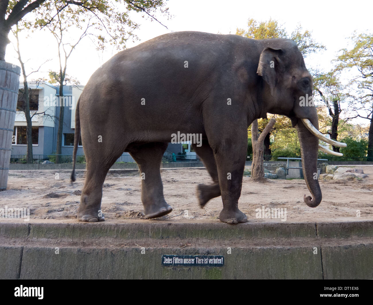 Elephant in Berlin Zoo, Germany Stock Photo - Alamy