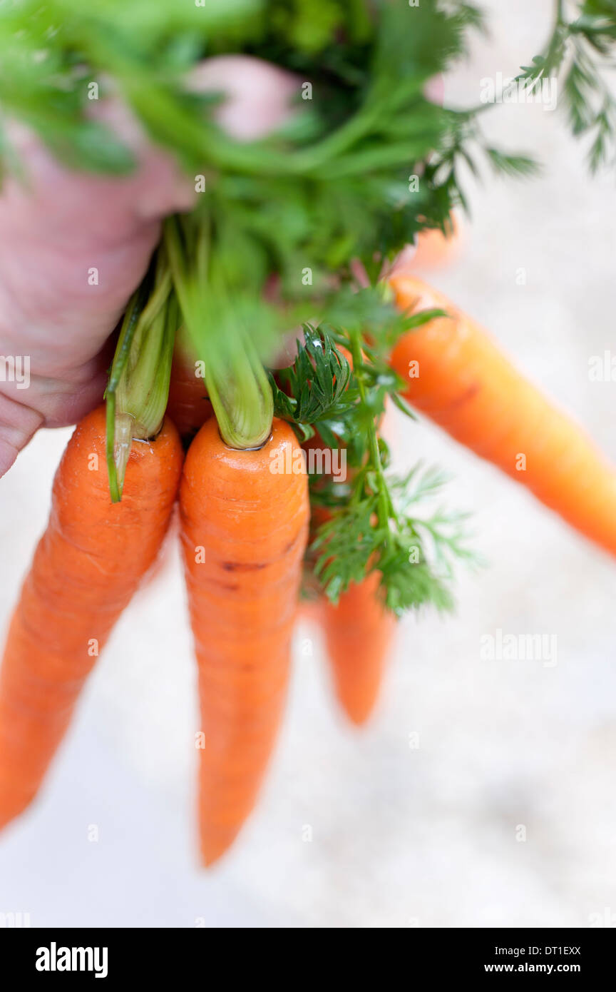 Kitchen garden carrots Stock Photo - Alamy