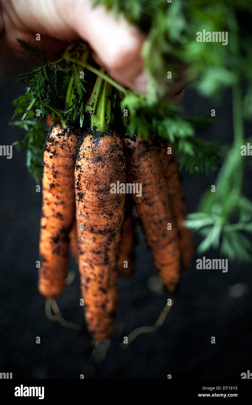 Kitchen garden carrots Stock Photo - Alamy