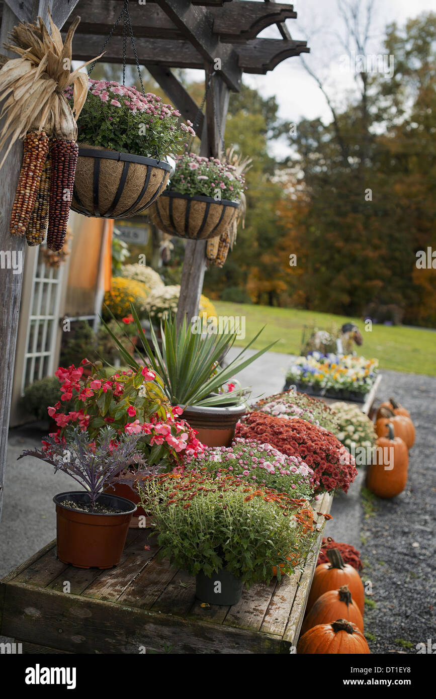 An organic farm stand Display of vegetables fruit and flowers Stock ...