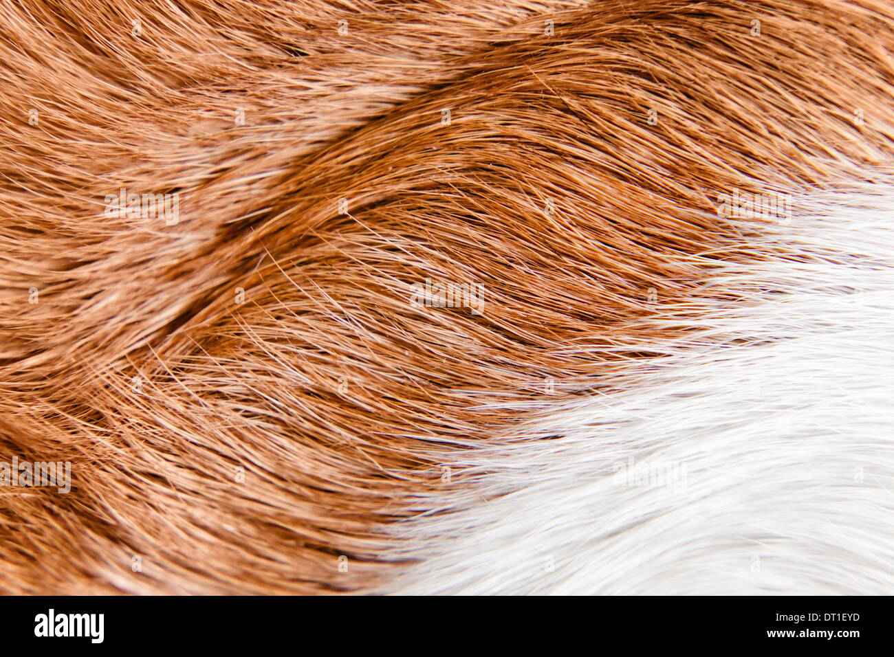Pure healthy skin of a sleek-haired dog ( beagle Stock Photo - Alamy