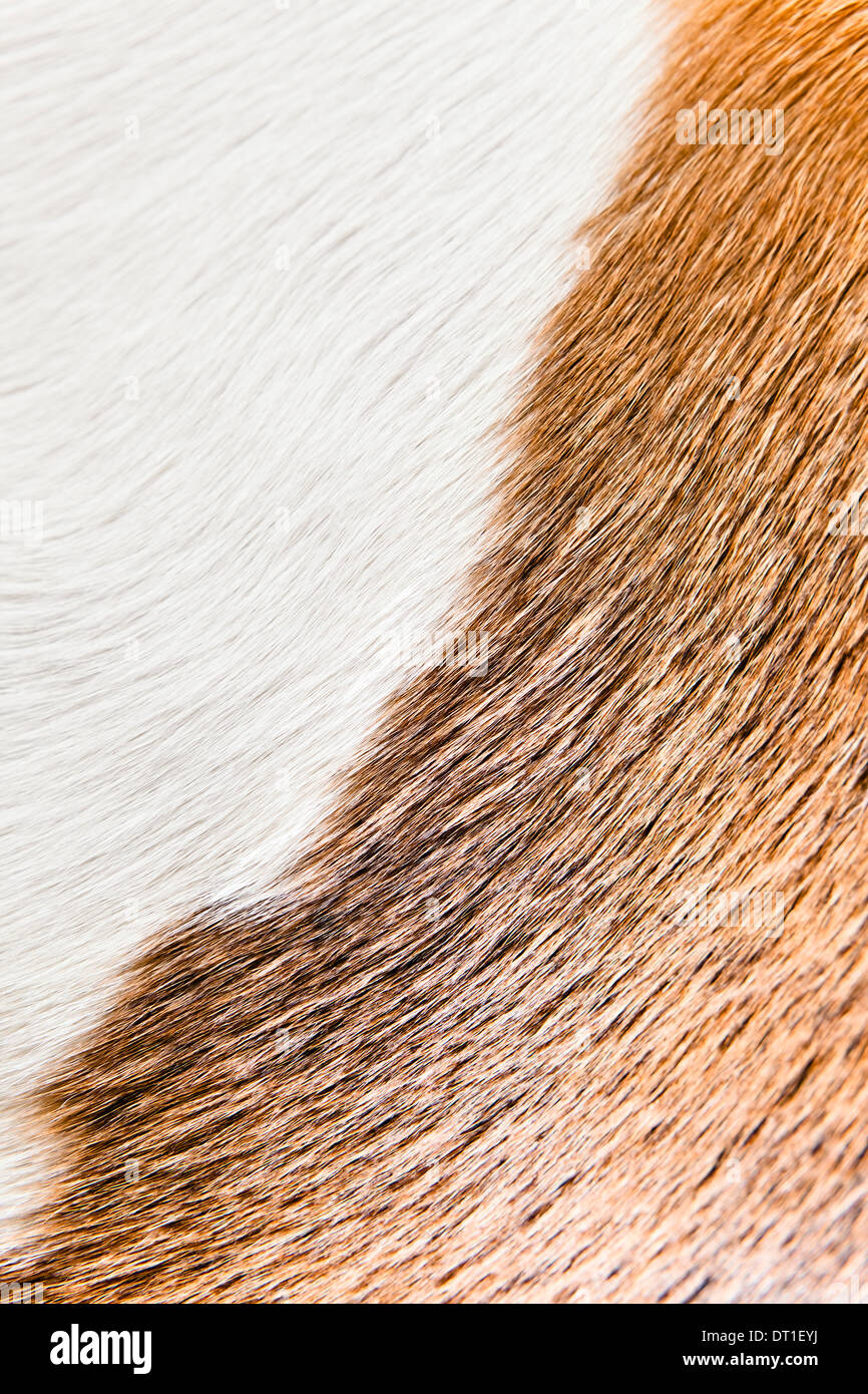 Pure healthy skin of a sleek-haired dog ( beagle Stock Photo - Alamy