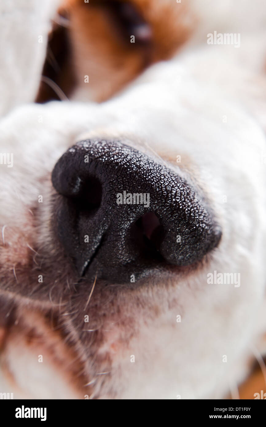 Beagle nose hi-res stock photography and images - Alamy