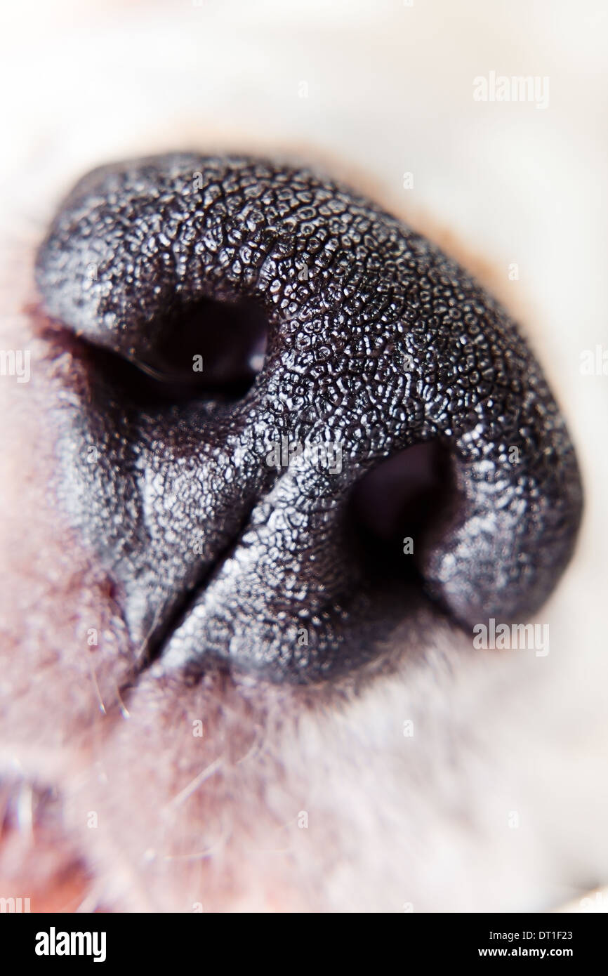 nose of a dog , macro shot , focus on center ( beagle , police dog ...