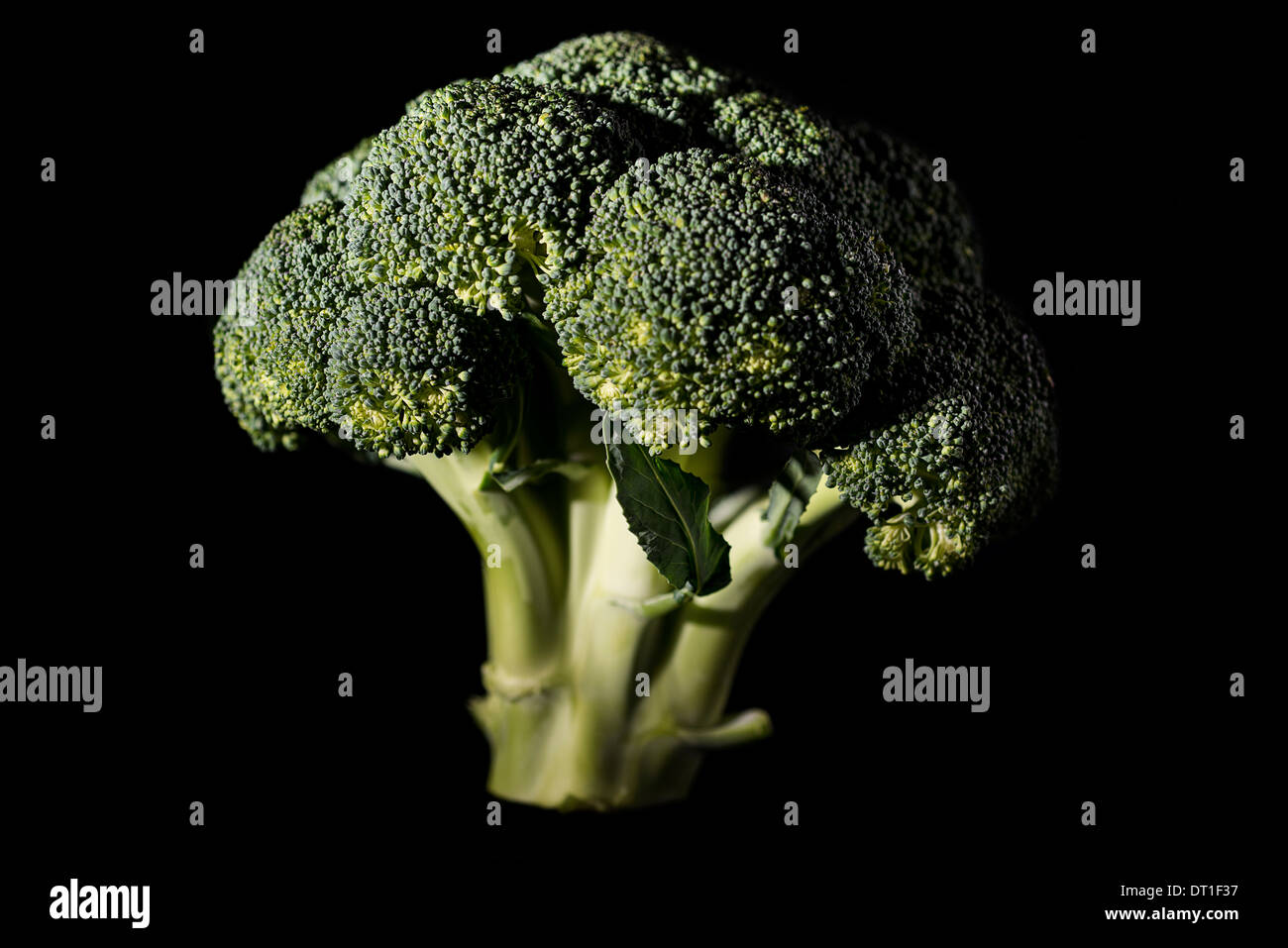 Head of Broccoli Stock Photo - Alamy