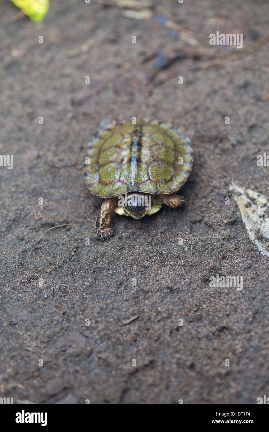 Black River or Wood Turtle (Rhinoclemmys funerea). Juvenile, second ...