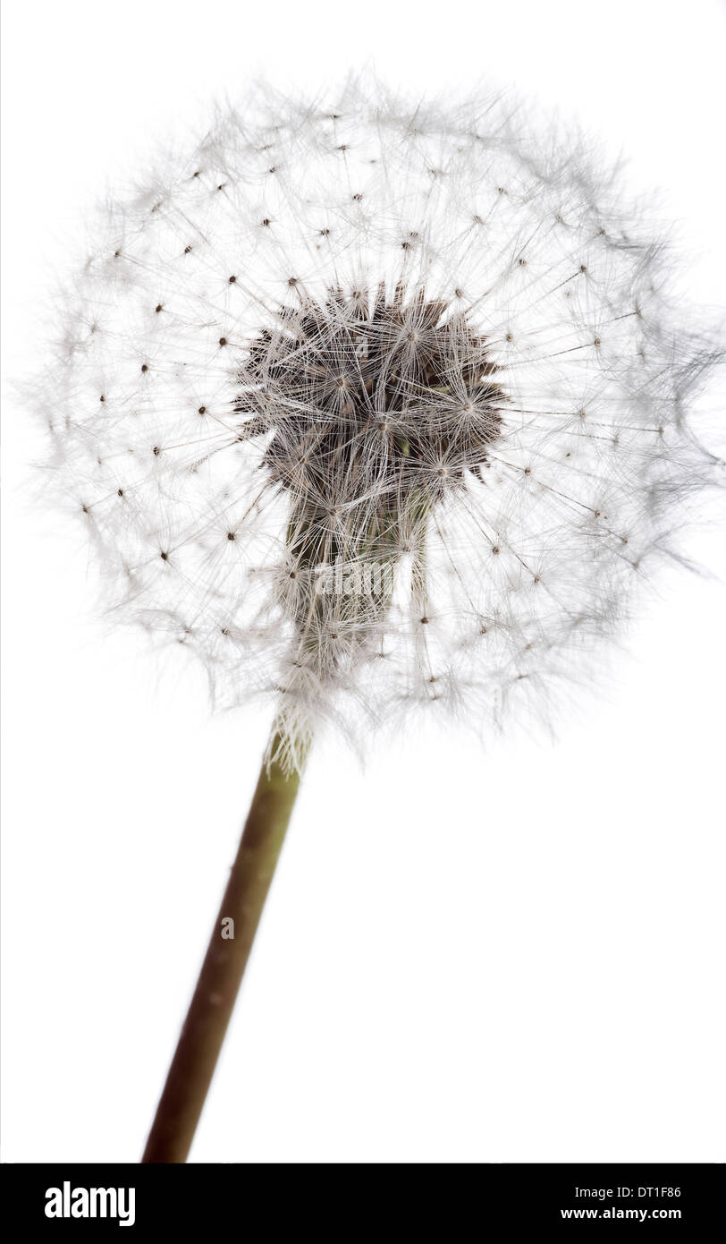 Dandelion seed head Stock Photo - Alamy