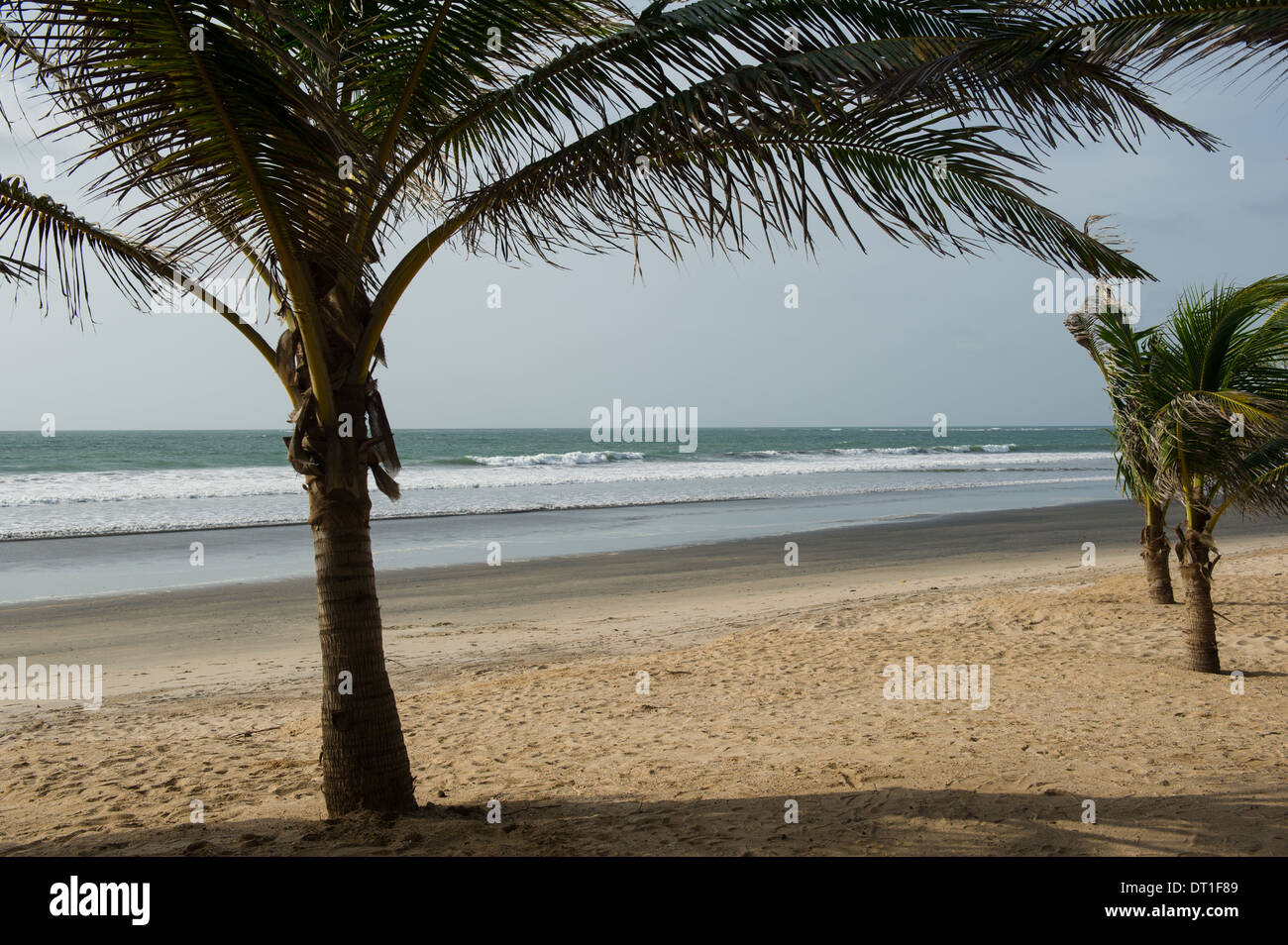 Palm-lined beach, Kololi, Banjul, the Gambia Stock Photo - Alamy