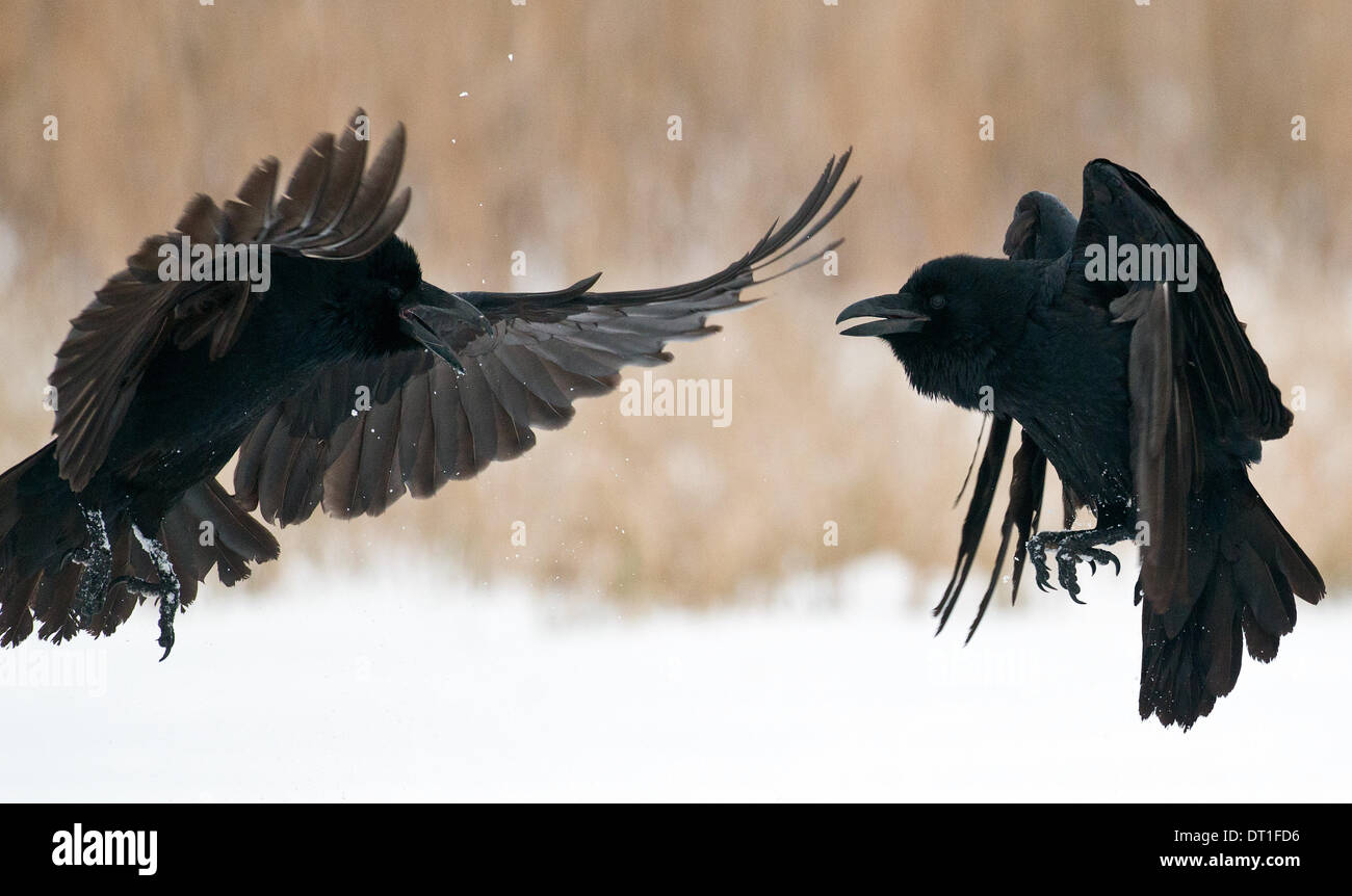 Two ravens hi-res stock photography and images - Alamy
