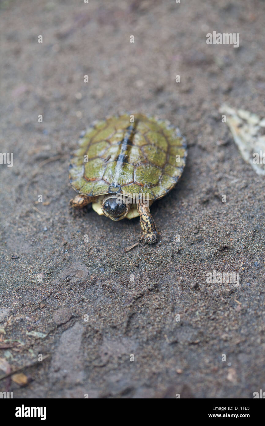 Black River or Wood Turtle (Rhinoclemmys funerea). Juvenile, second ...