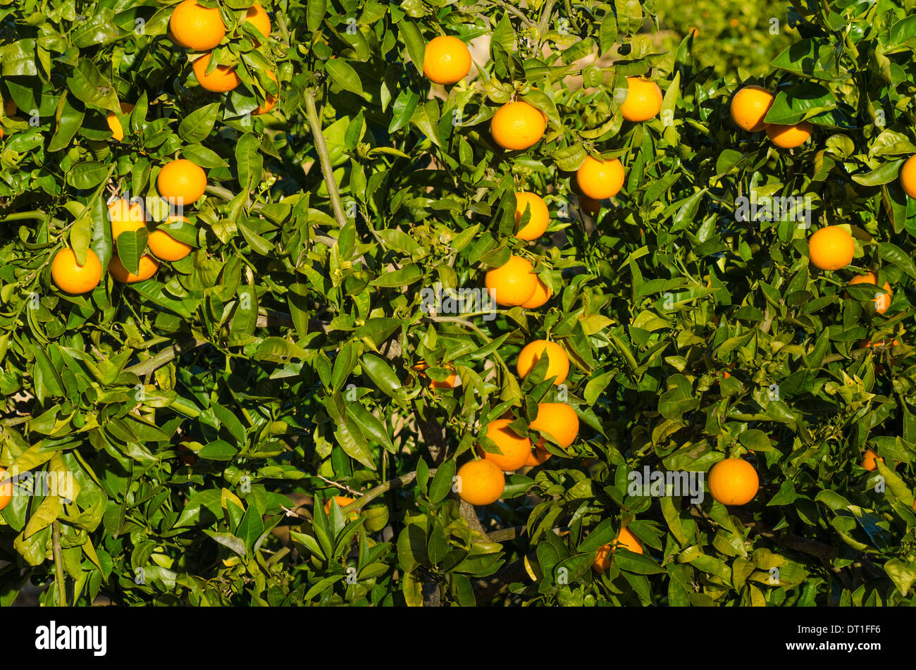 Orange tree loaded with ripe fruit to be picked Stock Photo - Alamy
