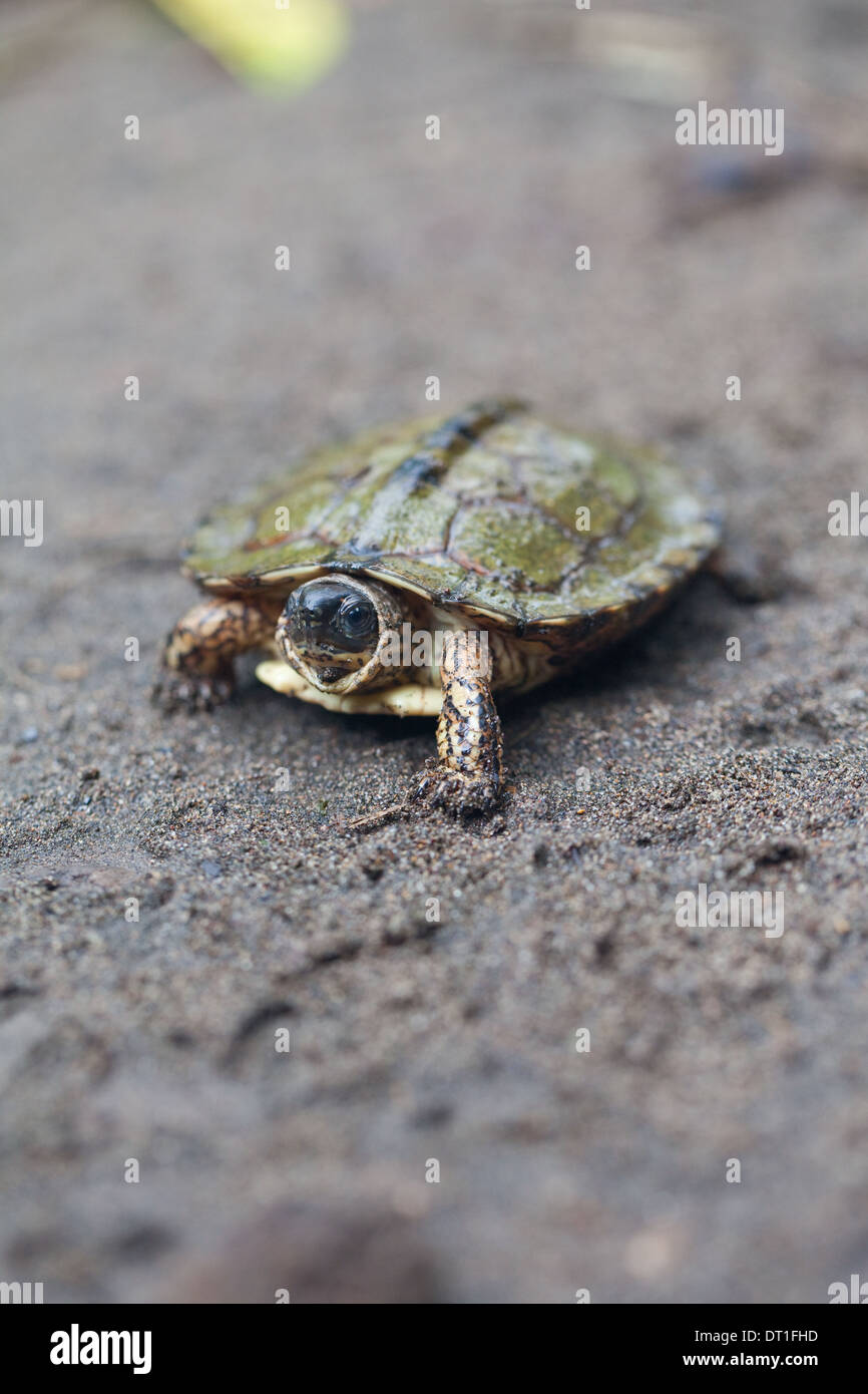 Black River or Wood Turtle (Rhinoclemmys funerea). Juvenile, second ...