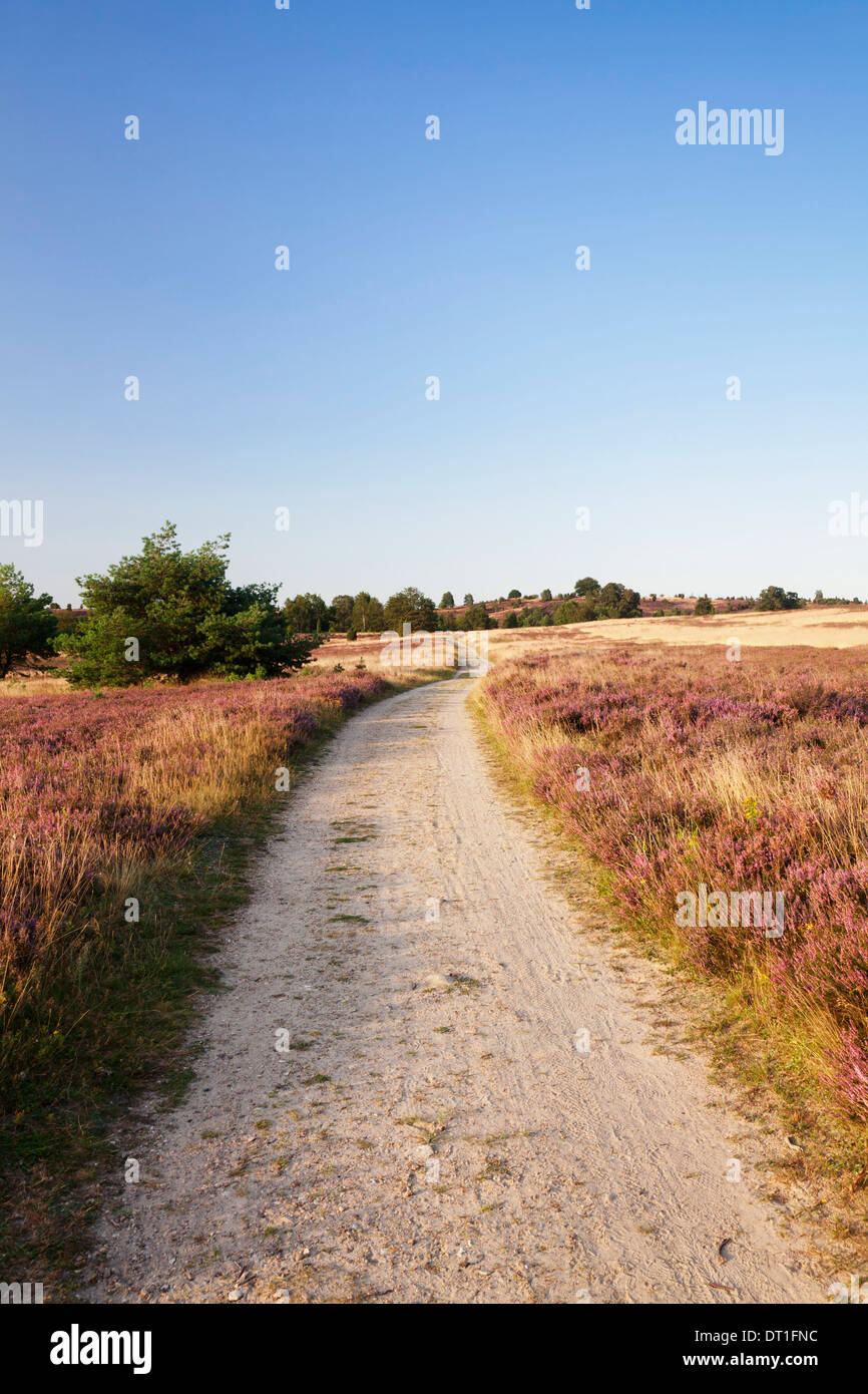 Path through Luneburger Heide, Wilseder Berg, nature reserve, Lower ...