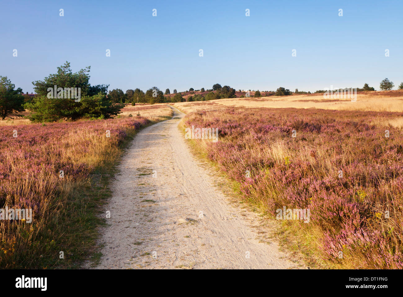 Path through Luneburger Heide, Wilseder Berg, nature reserve, Lower ...