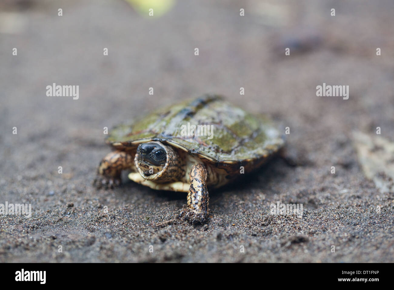 Black River or Wood Turtle (Rhinoclemmys funerea). Juvenile, second ...