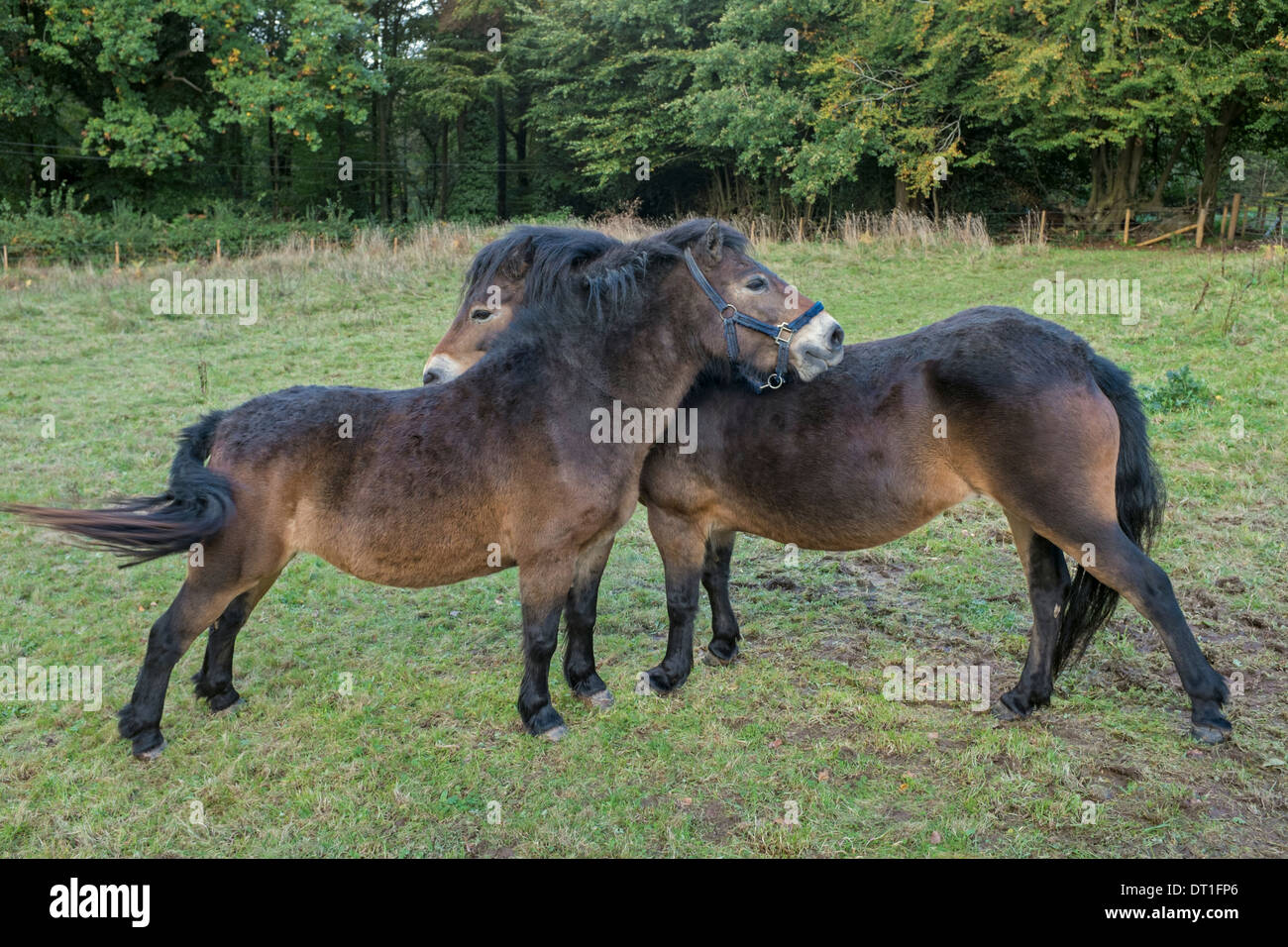 Two ponies grooming one another Stock Photo - Alamy