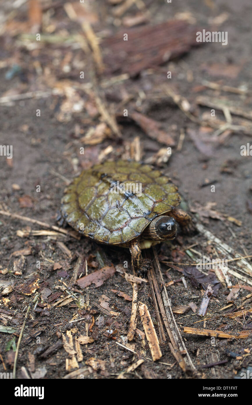 Black River or Wood Turtle (Rhinoclemmys funerea). Juvenile, second ...