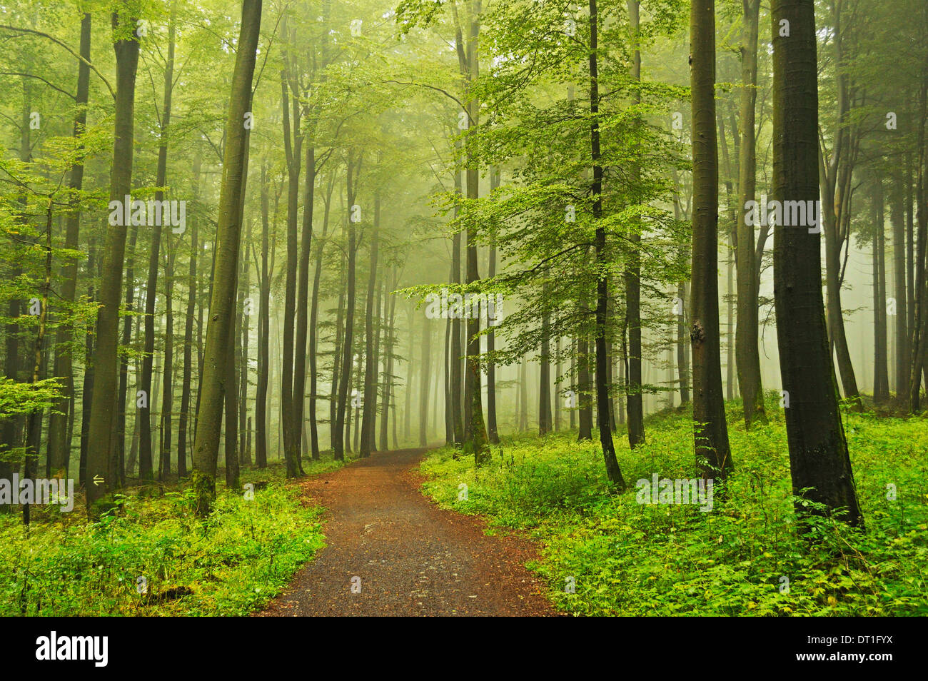Morning fog in forest near Bad Marienberg, Westerwald, Rhineland ...