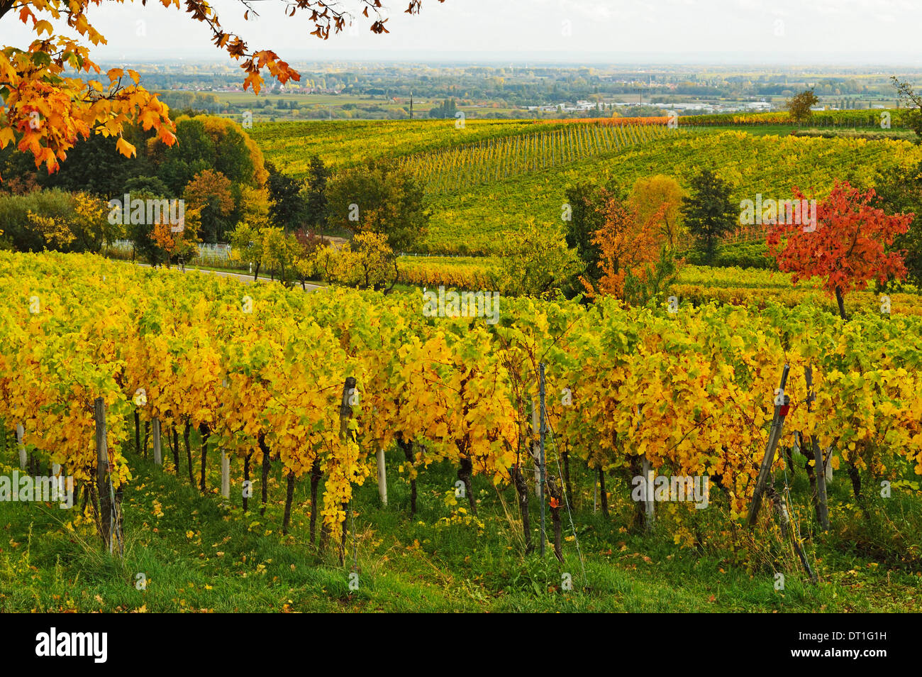 Vineyard landscape, near St. Martin, German Wine Route, Rhineland ...