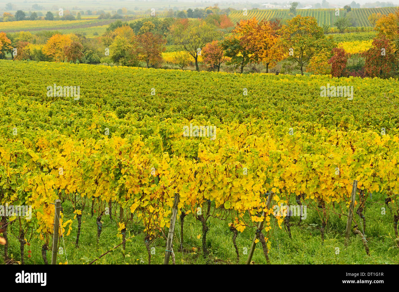 Vineyard landscape, near Neustadt, German Wine Route, Rhineland ...