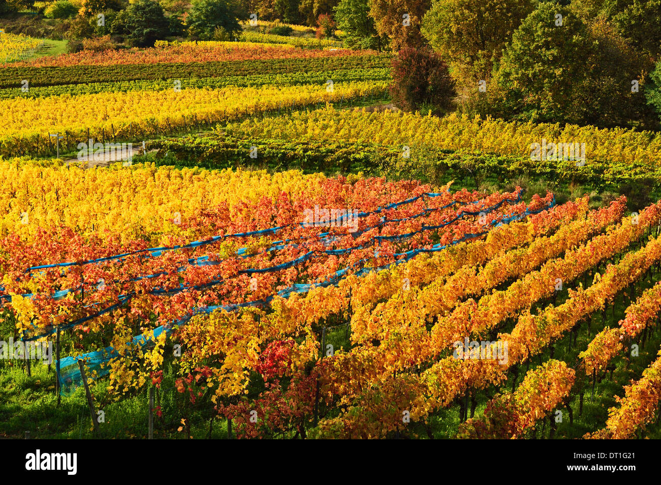 Vineyard german wine route hi-res stock photography and images - Alamy