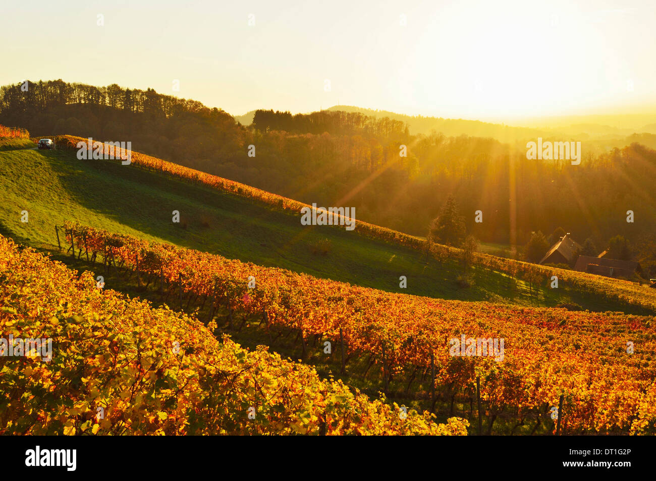 Vineyard landscape, Ortenau, Baden Wine Route, Baden-Wurttemberg ...