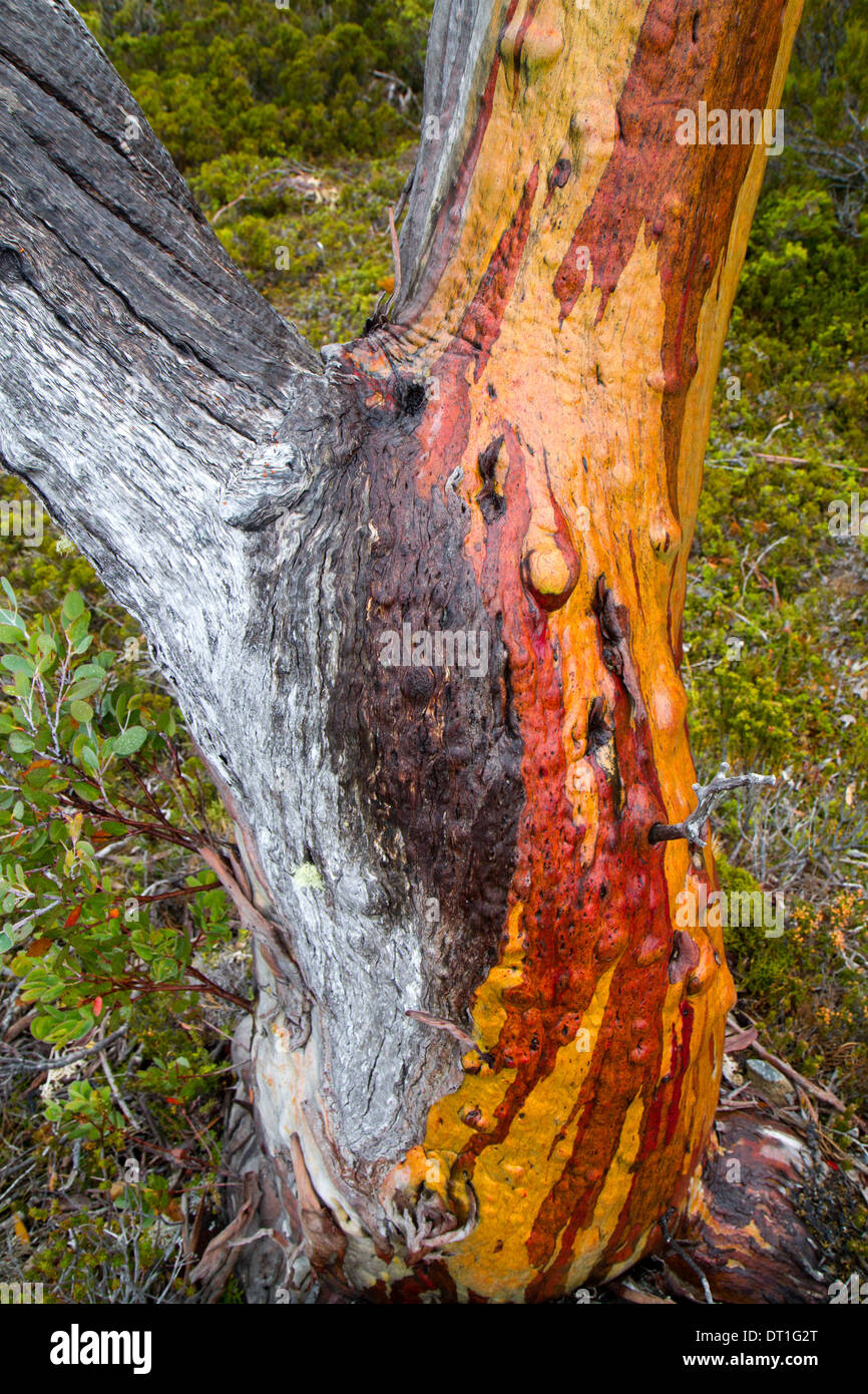 The colourful trunk of a snow gum Stock Photo - Alamy