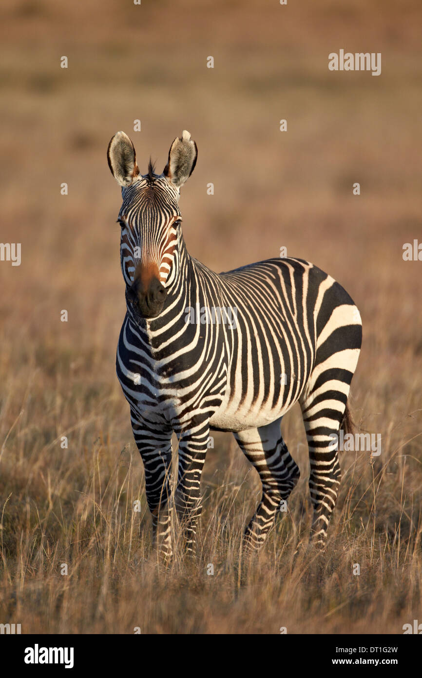 Zebra stallion hi-res stock photography and images - Alamy
