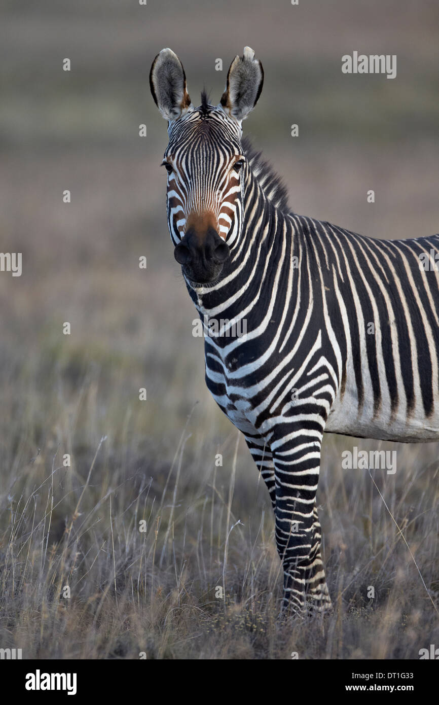 Cape mountain zebra (Equus zebra zebra) stallion, Mountain Zebra ...