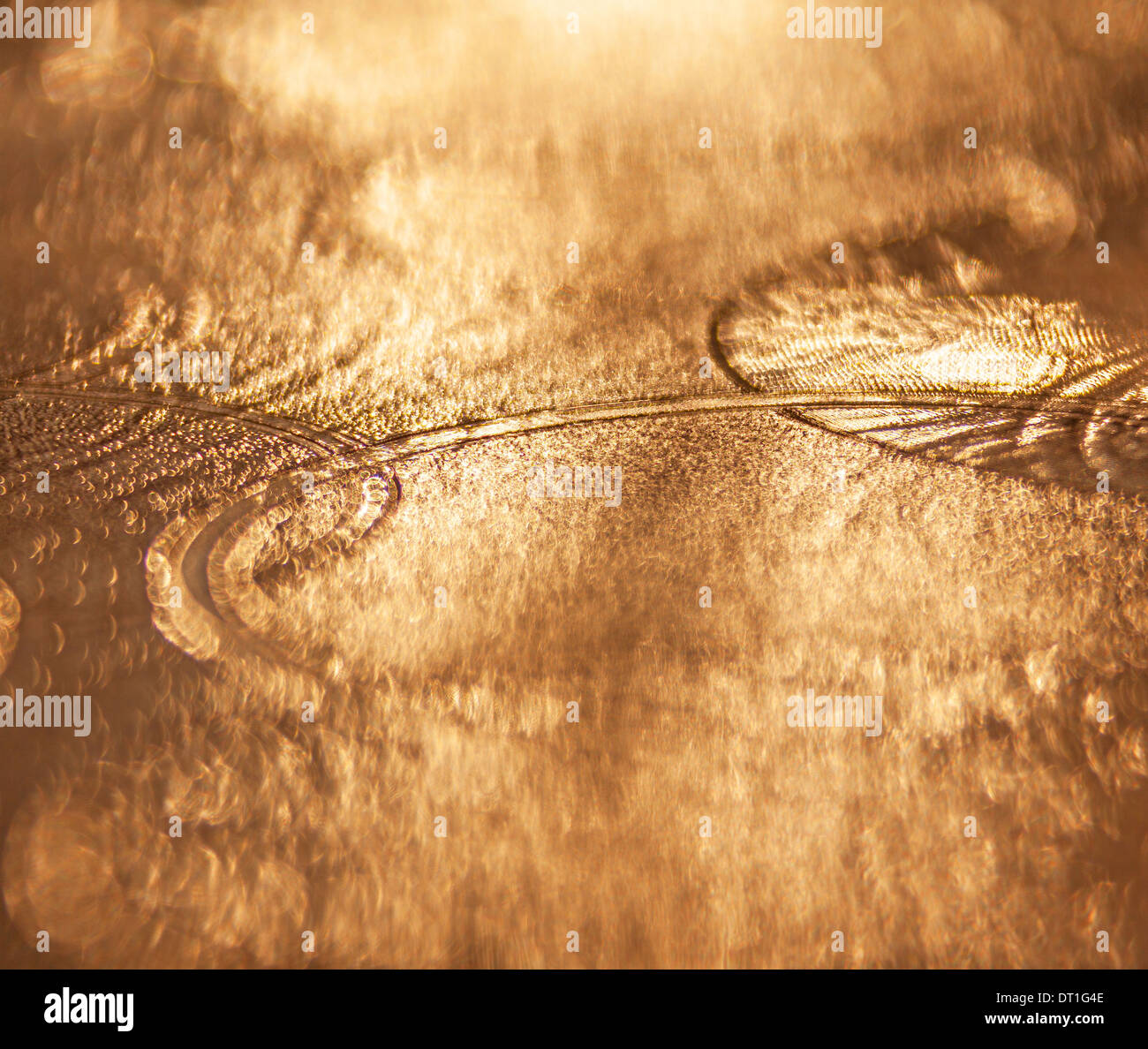 Golden sunny background. Version 1 Stock Photo - Alamy