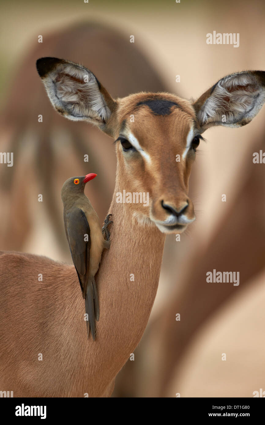 Red-billed oxpecker (Buphagus erythrorhynchus) on a female impala ...