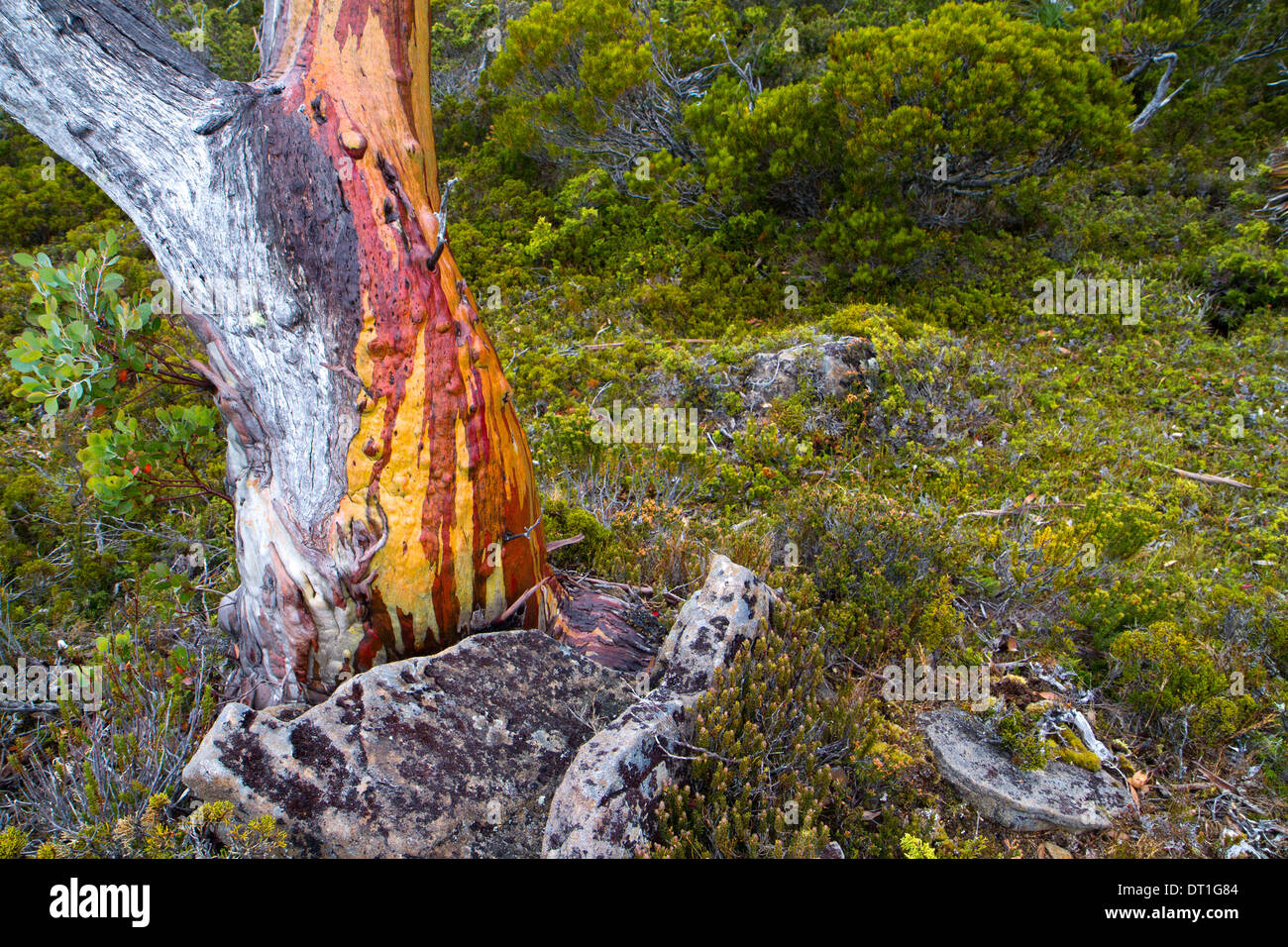 Snow gum hi-res stock photography and images - Alamy