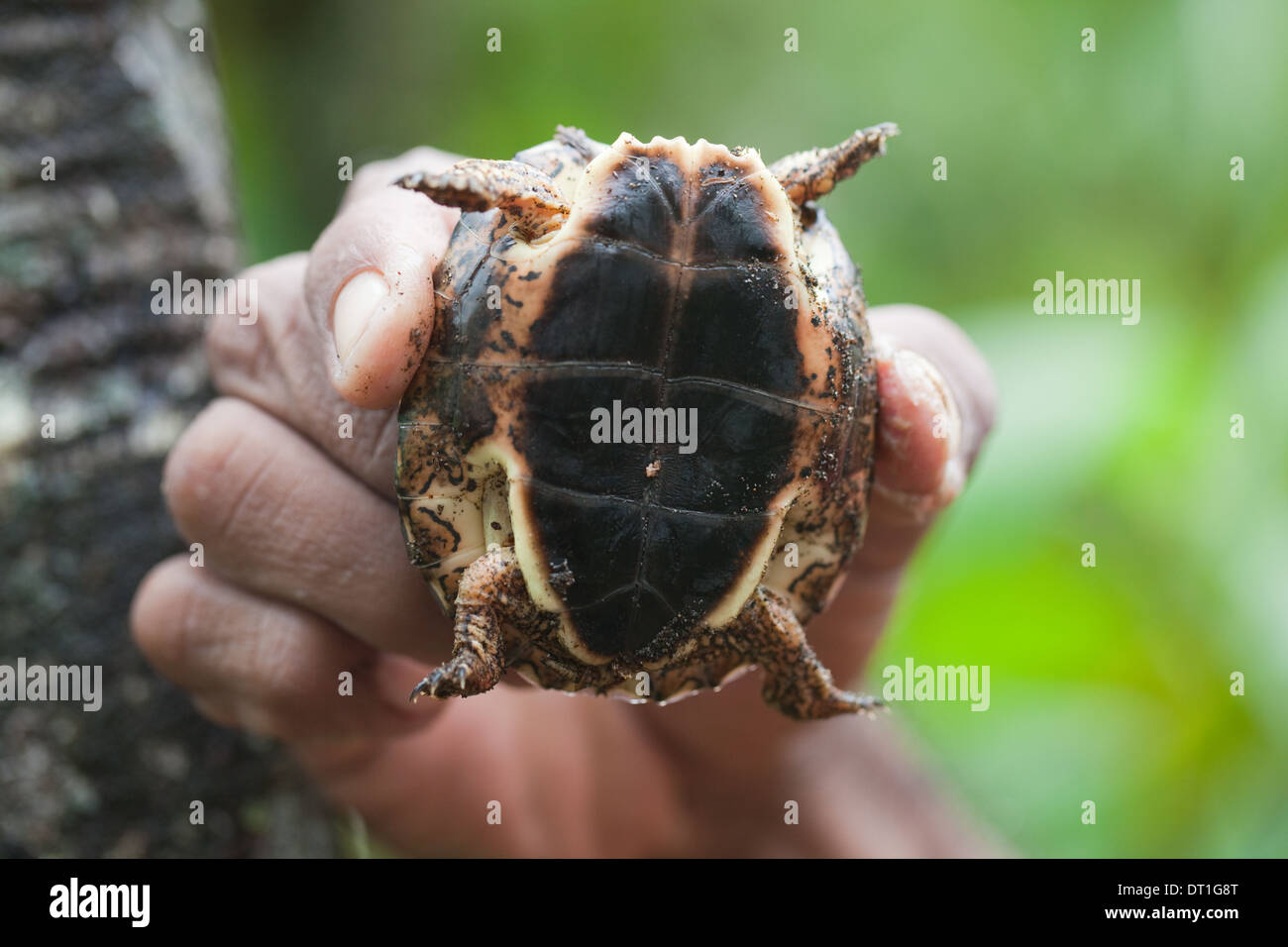 Black River or Wood Turtle (Rhinoclemmys funerea). Juvenile, second ...
