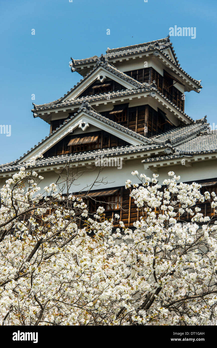 Cherry blossom and Kumamoto Japanese Castle, Kumamoto, Kyushu, Japan ...