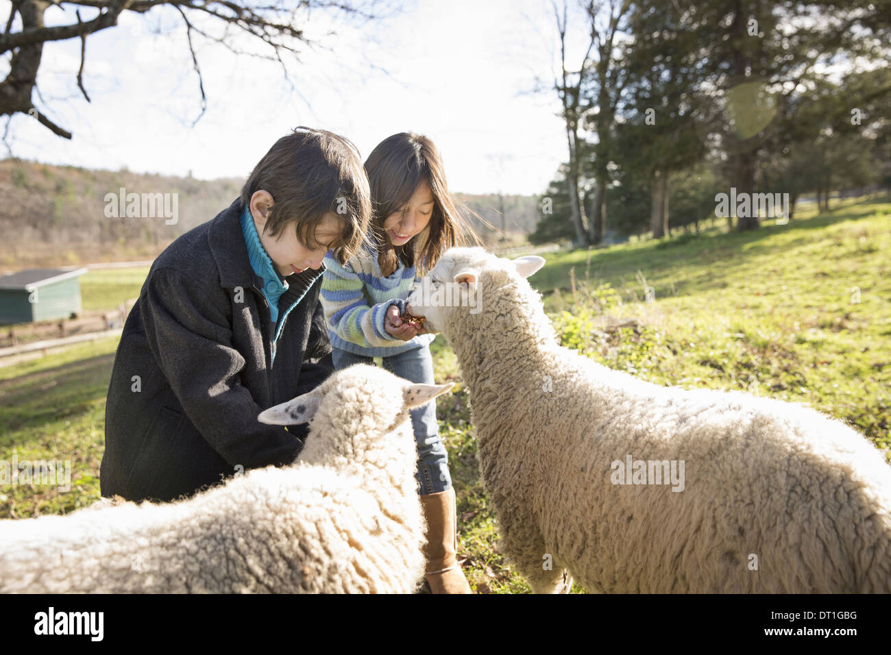 Two sheep hi-res stock photography and images - Alamy