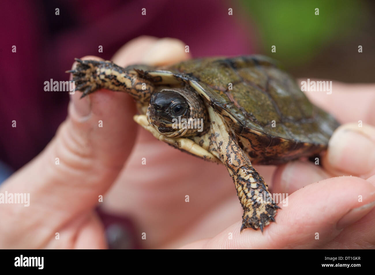 Panama reptiles hi-res stock photography and images - Alamy