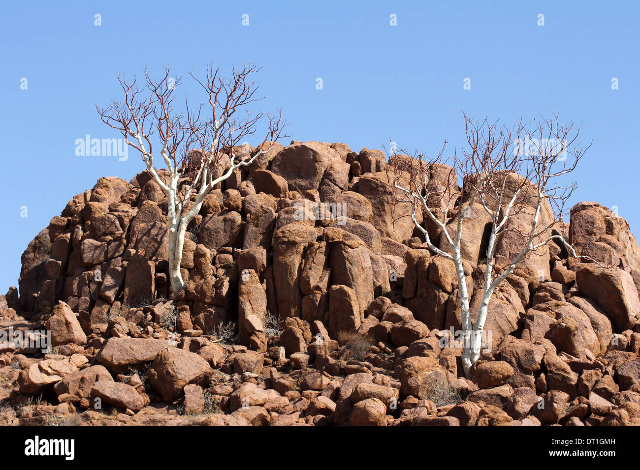 Acacia albida hi-res stock photography and images - Alamy