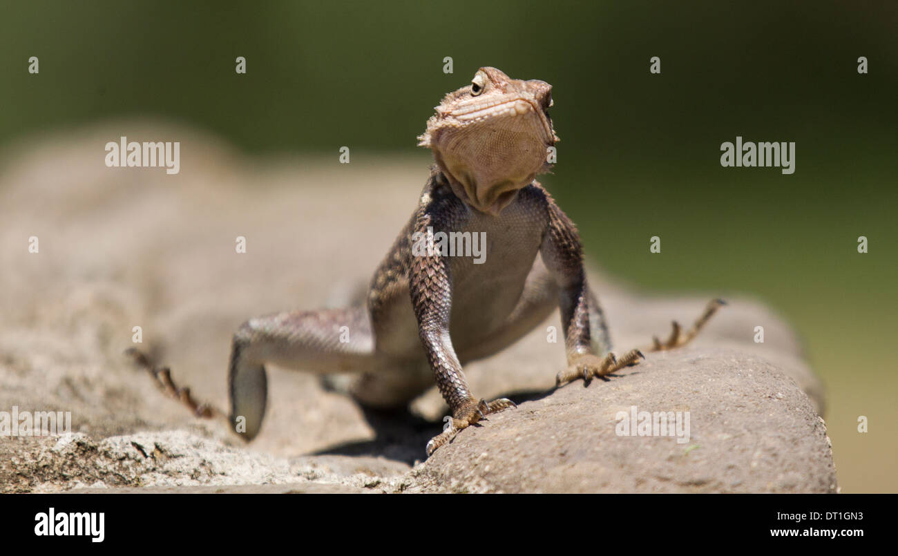 Female Agama Lizard sitting but looking like she is dancing on a rock ...