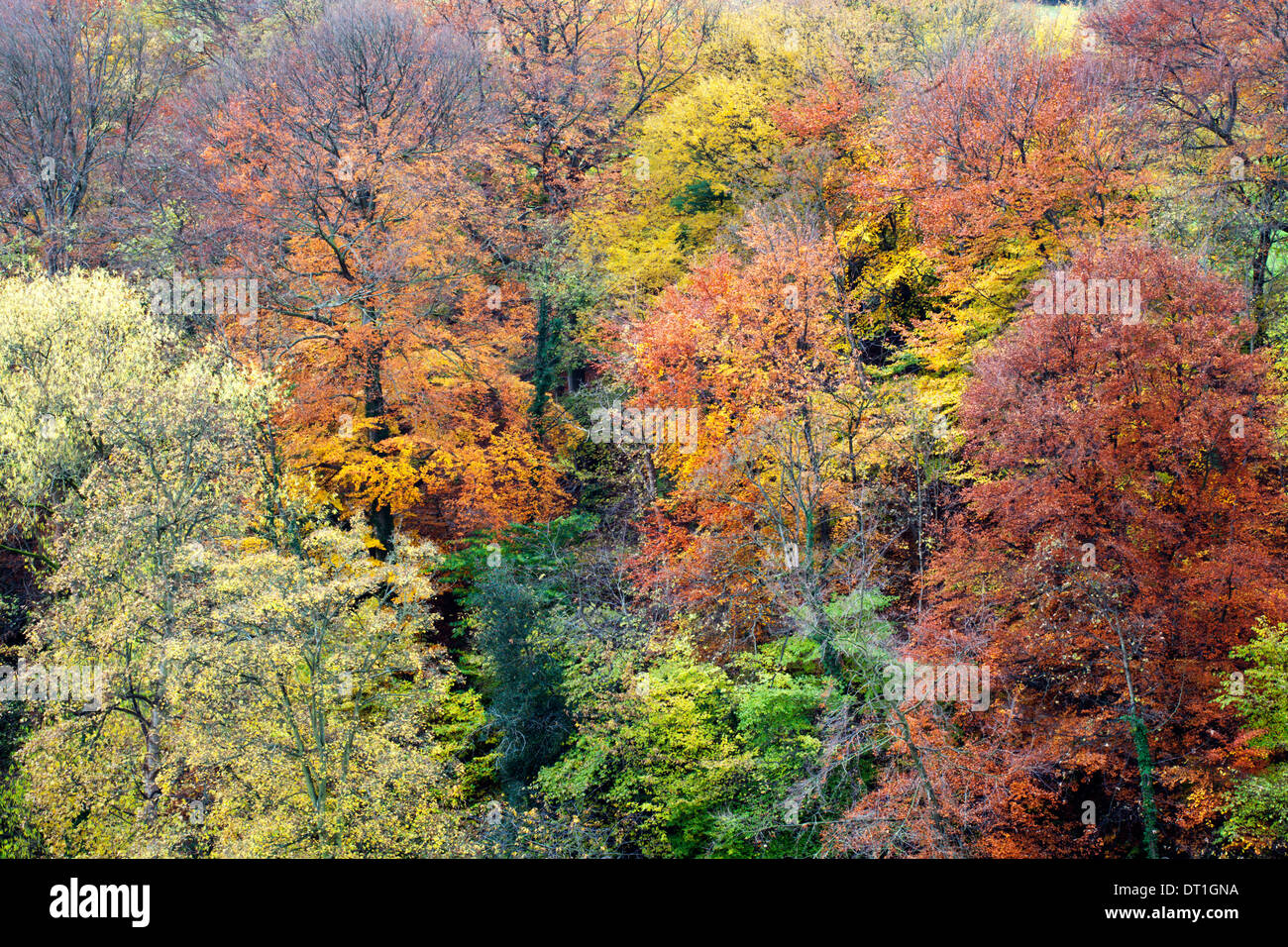 Autumn Trees on Long Walk at Mother Shiptons in Knaresborough North ...