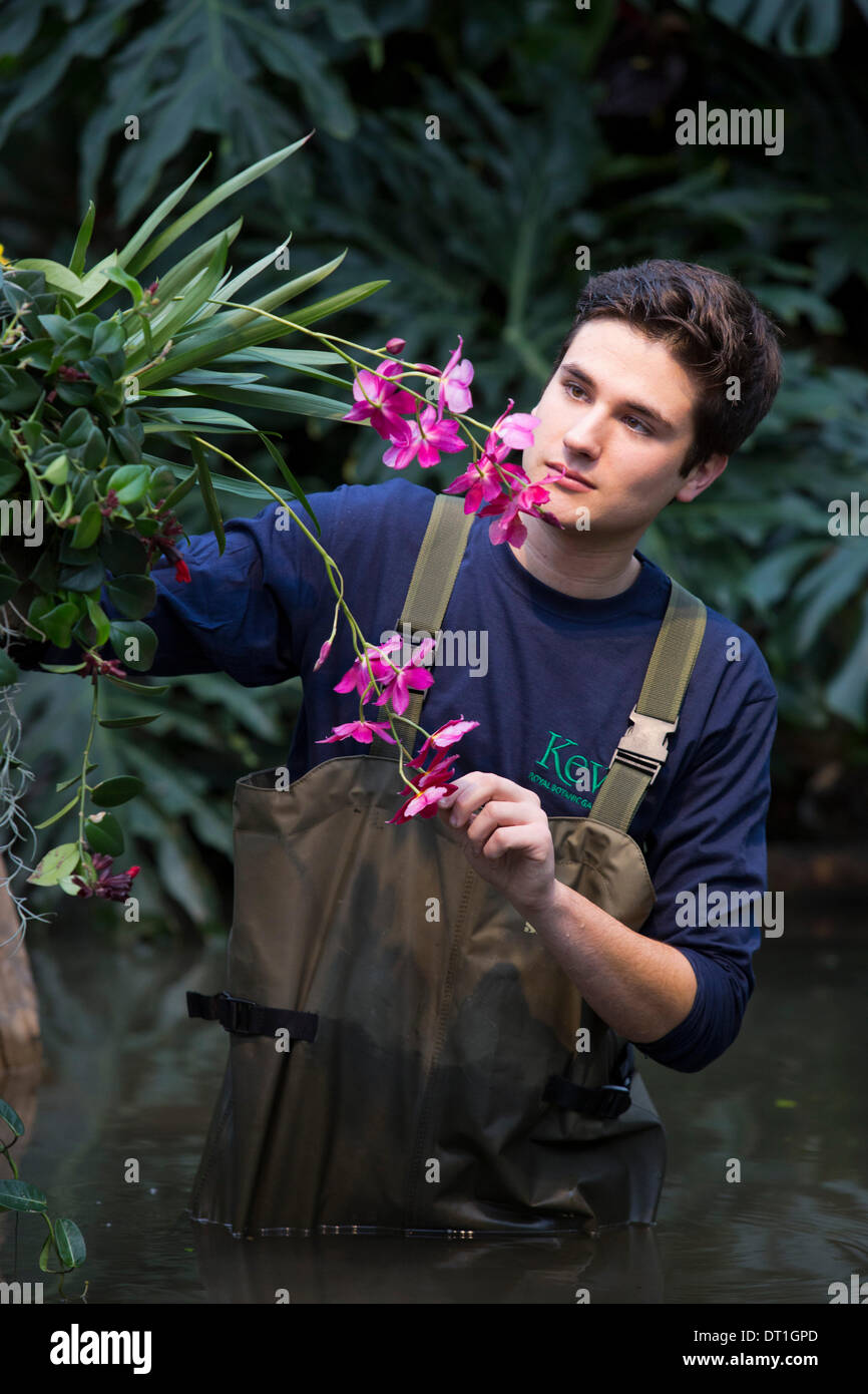 Cambria hybrids hi-res stock photography and images - Alamy