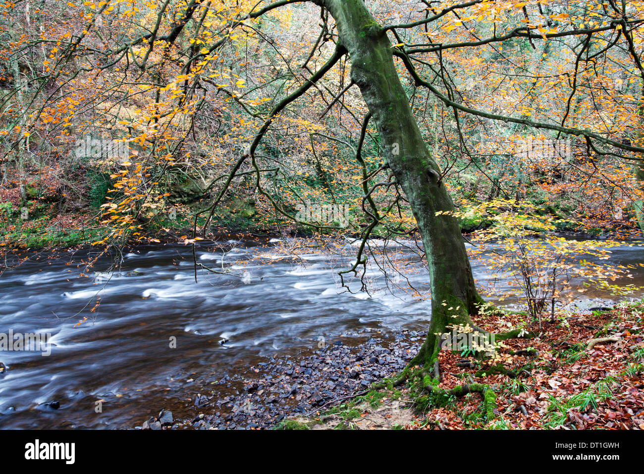 Autumn tree by the River Nidd in Nidd Gorge Woods, Knaresborough, North ...