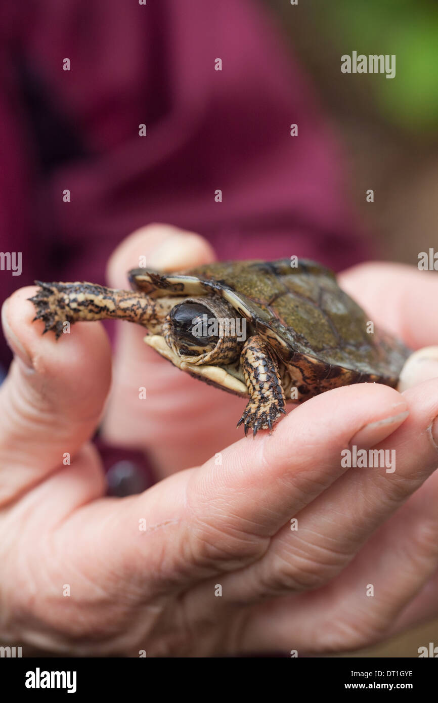 Black River or Wood Turtle (Rhinoclemmys funerea). Juvenile, second ...