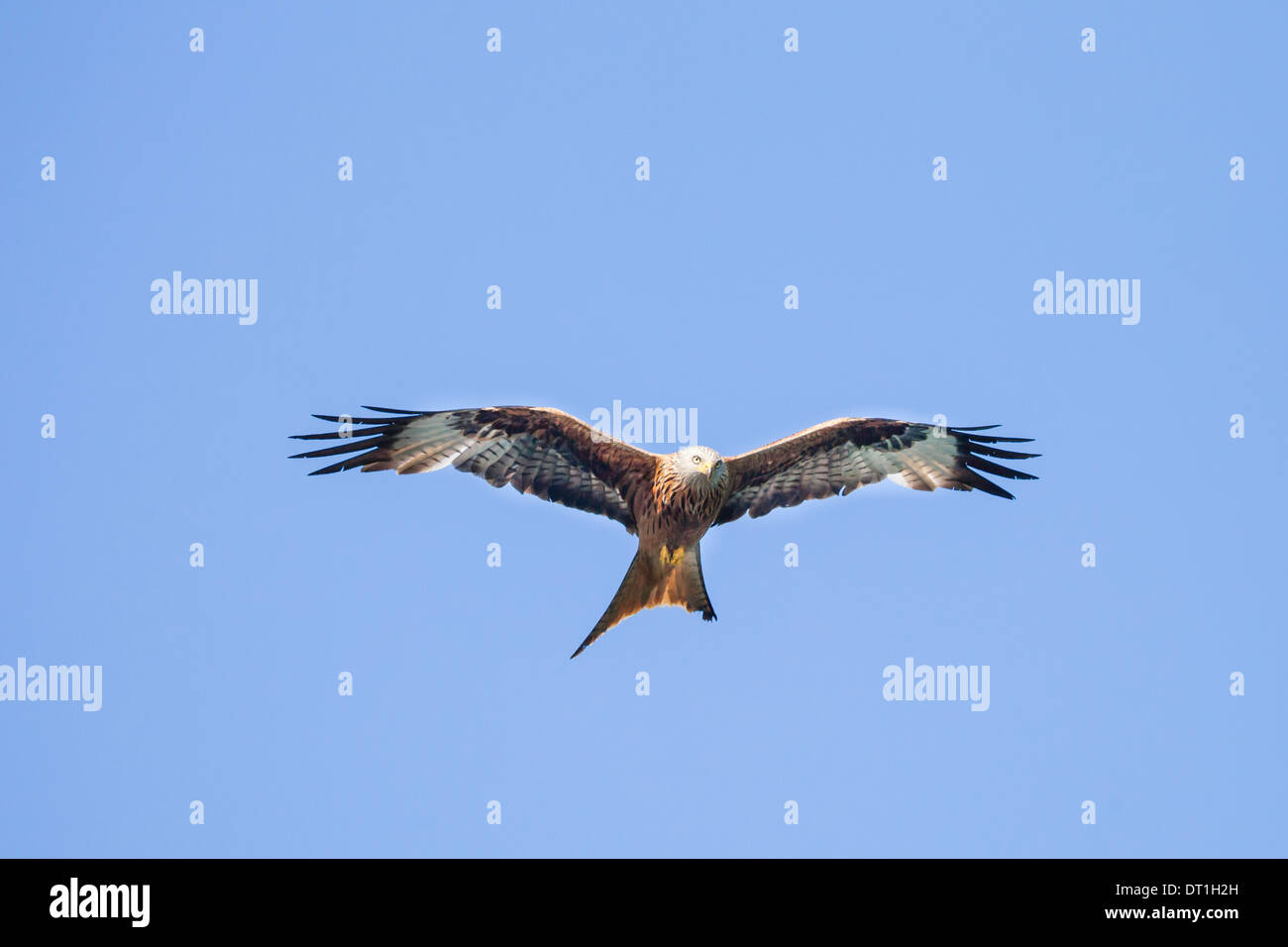 Milvus milvus Red Kite Roter Milan flying Rotmilan Stock Photo - Alamy