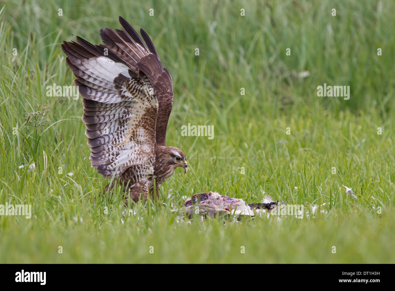 Bussard landung hi-res stock photography and images - Alamy