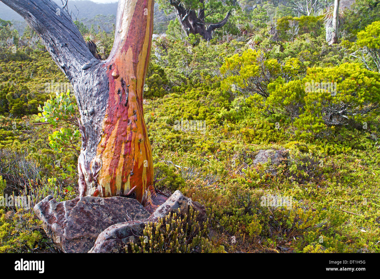 Snow gum hi-res stock photography and images - Alamy
