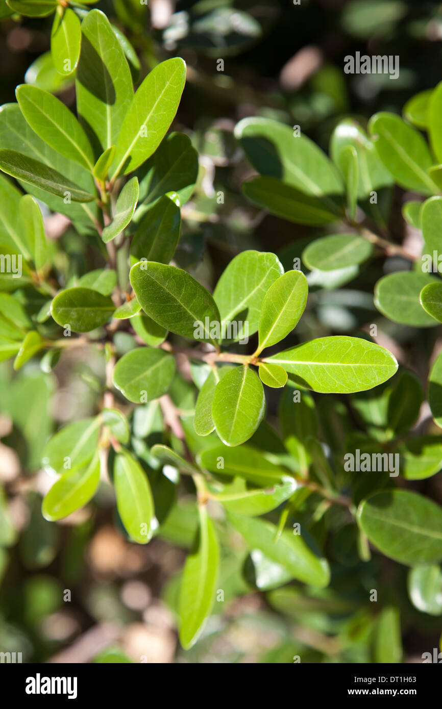 Sideroxylon inerma hi-res stock photography and images - Alamy