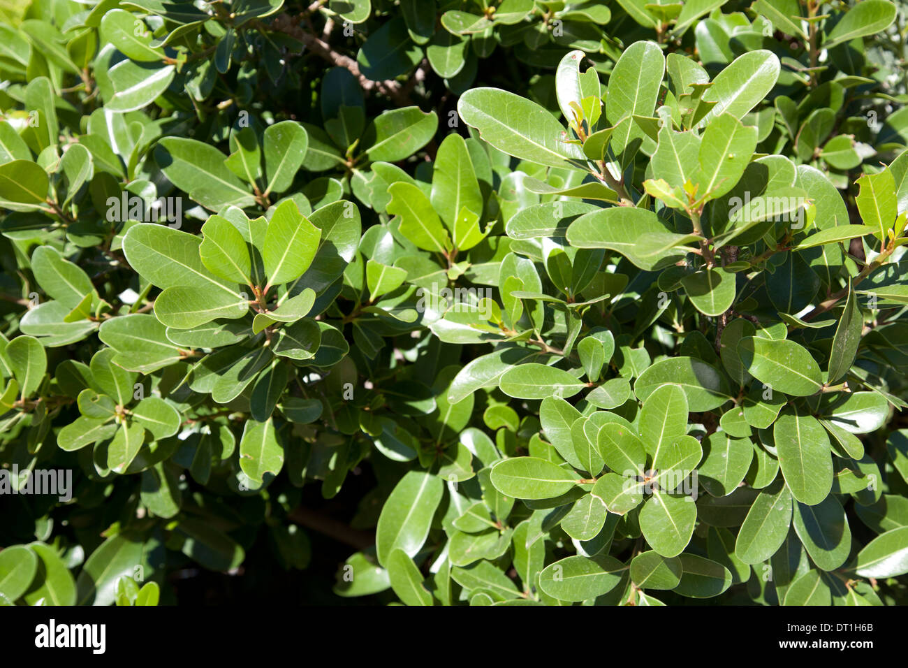 Cape milkwood hi-res stock photography and images - Alamy