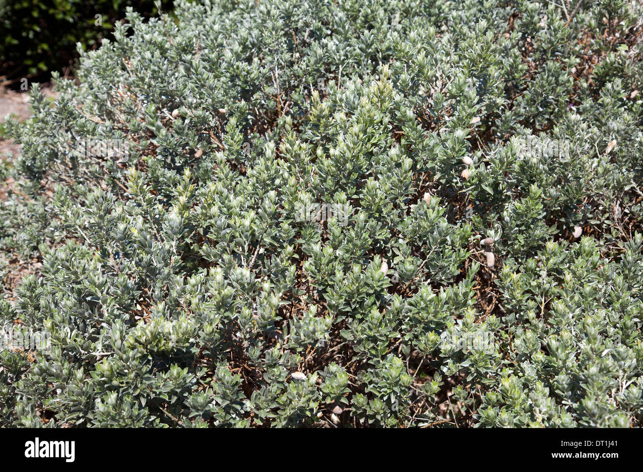 Podalyria Sericea at Green point Park in Cape Town - South Africa Stock ...