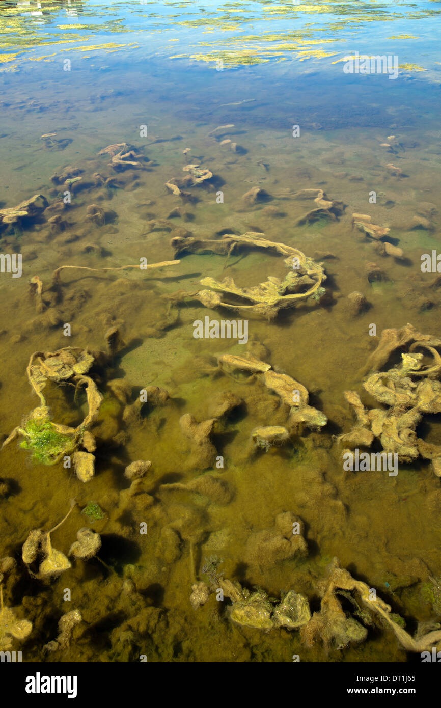 Algae in Pond at Green Point Park in Cape Town - South Africa Stock ...